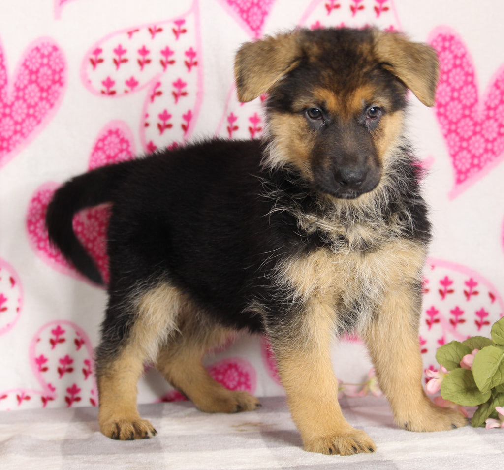 AKC Registered German Shepherd For Sale Millersburg OH Female-Bethany ...