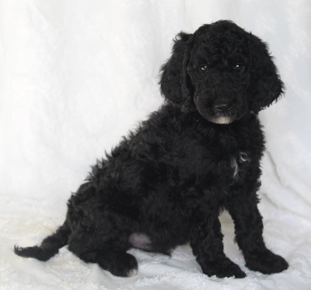 Standard Goldendoodle For Sale Sugarcreek OH Male-Shadow – AC Puppies LLC