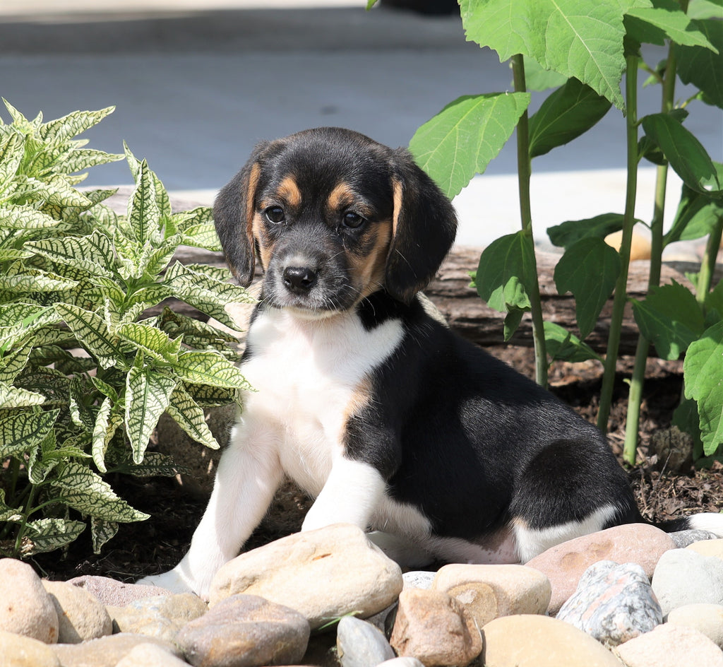 Beagle Puppy For Sale Fresno, OH Female- Jasper – AC Puppies LLC
