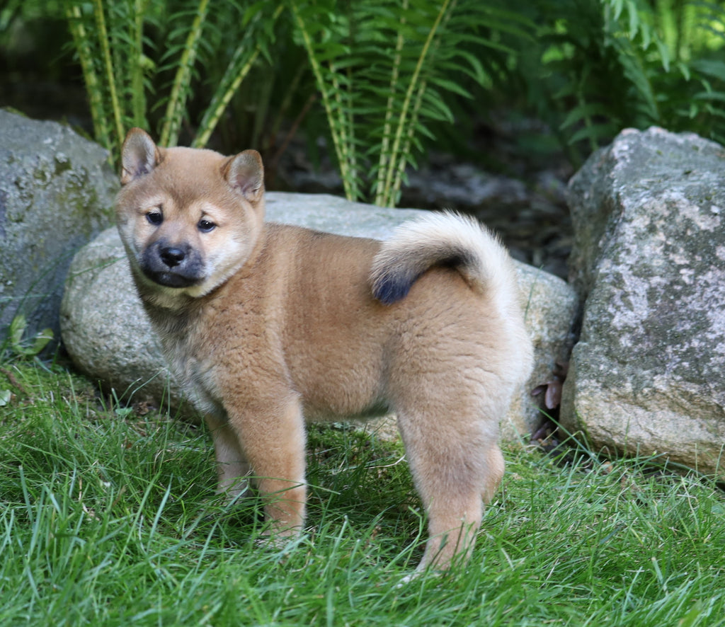 AKC Registered Shiba Inu For Sale Millersburg, OH Female- Roses – AC ...