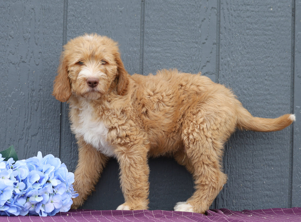 Standard F1B Labradoodle For Sale Fredericksburg, OH Male- Teddy – AC ...