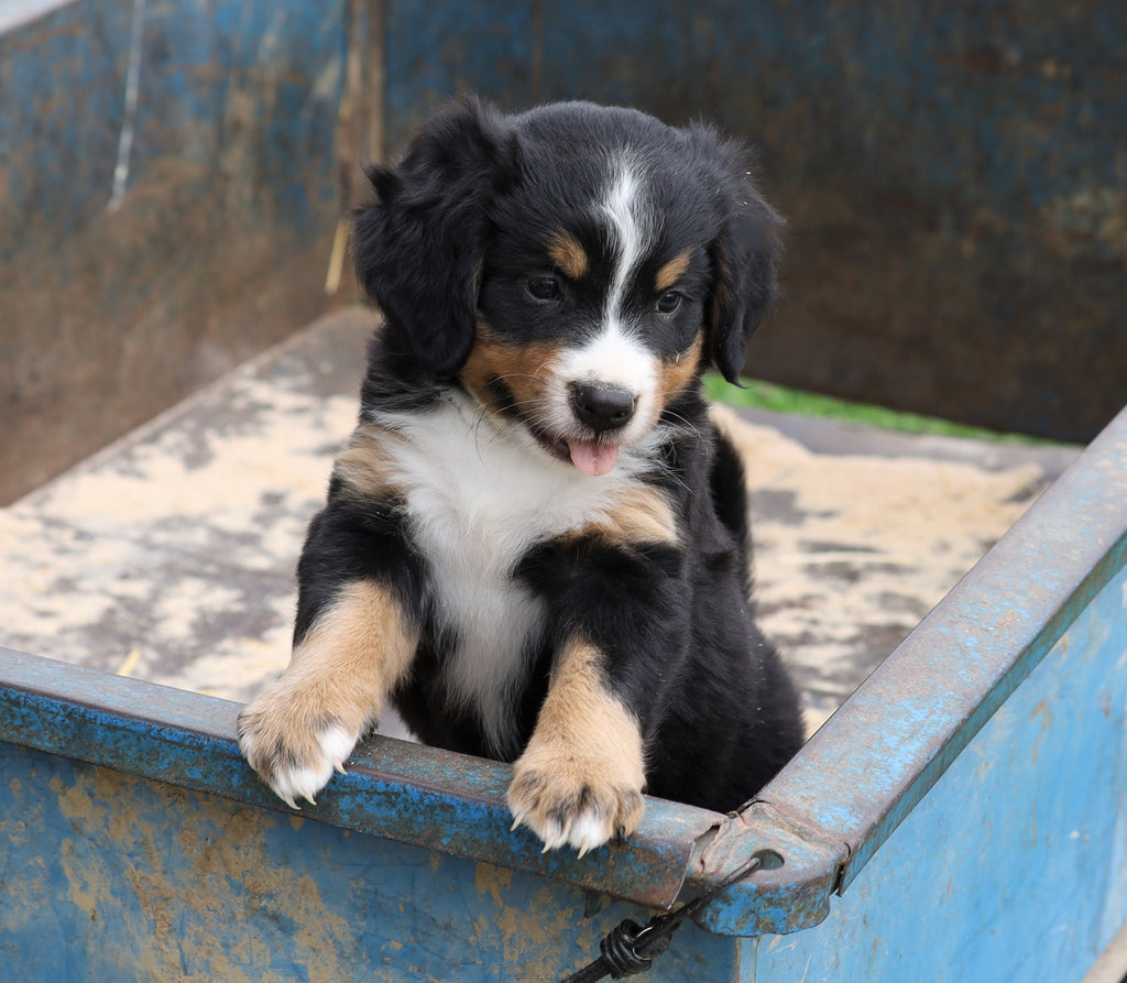 Bernese Mountain Dog For Sale Wooster, OH Female- Heidi – AC Puppies LLC