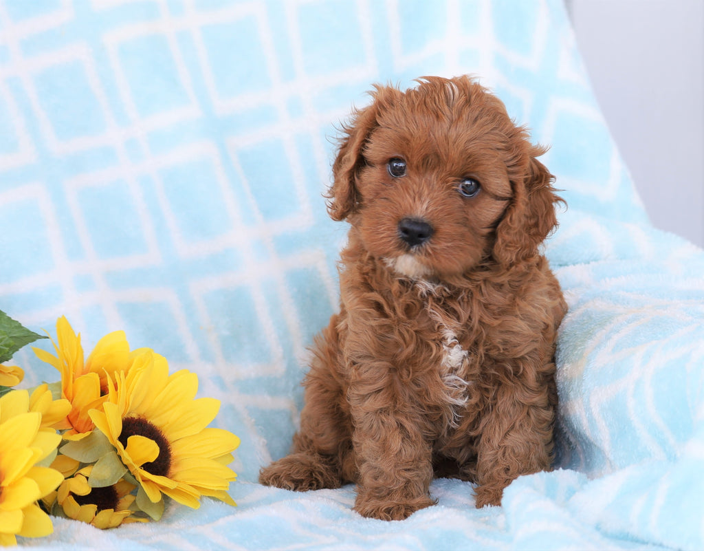 Cavapoo For Sale Sugarcreek, OH Female- Maggie – AC Puppies LLC