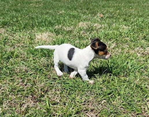 Rat Terrier For Sale Tampico Illinois Female-Daisy – AC Puppies LLC