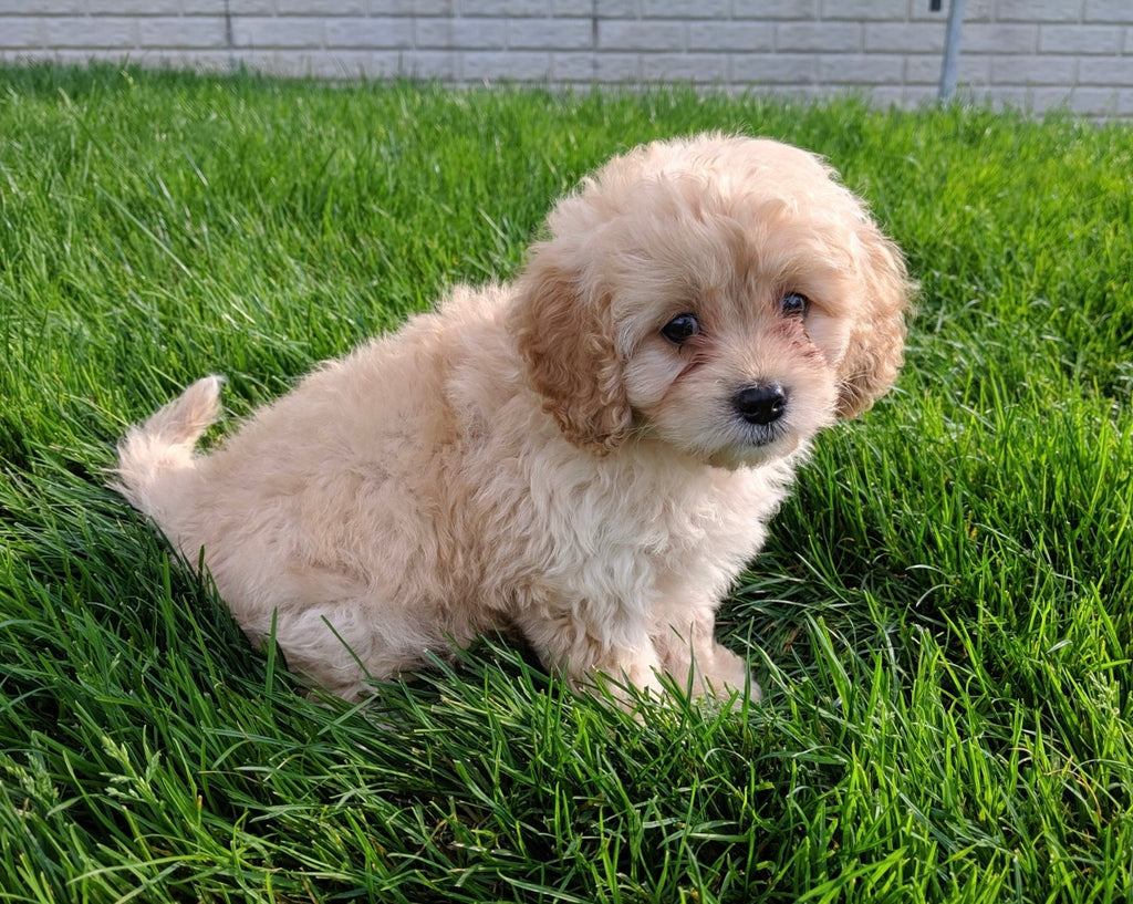 Cavapoo For Sale Millersburg OH Female-Mia – AC Puppies LLC