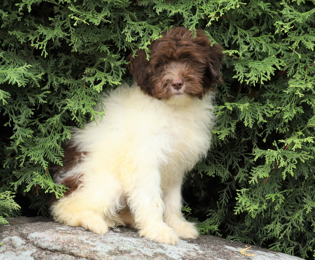 Mini Porti- Doodle For Sale Fredericksburg, OH Male- Oliver – AC ...