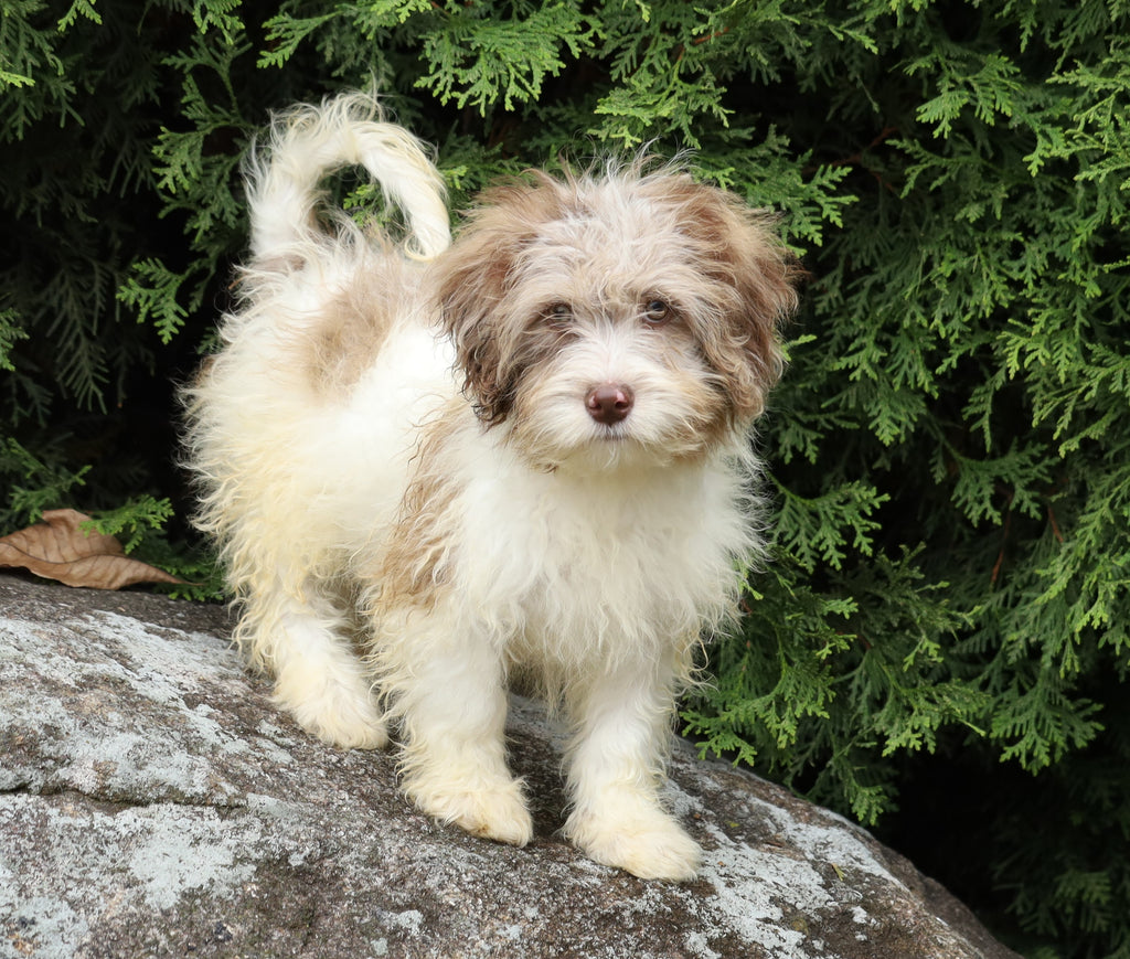 Mini Porti- Doodle For Sale Fredericksburg, OH Male- Theo – AC Puppies LLC