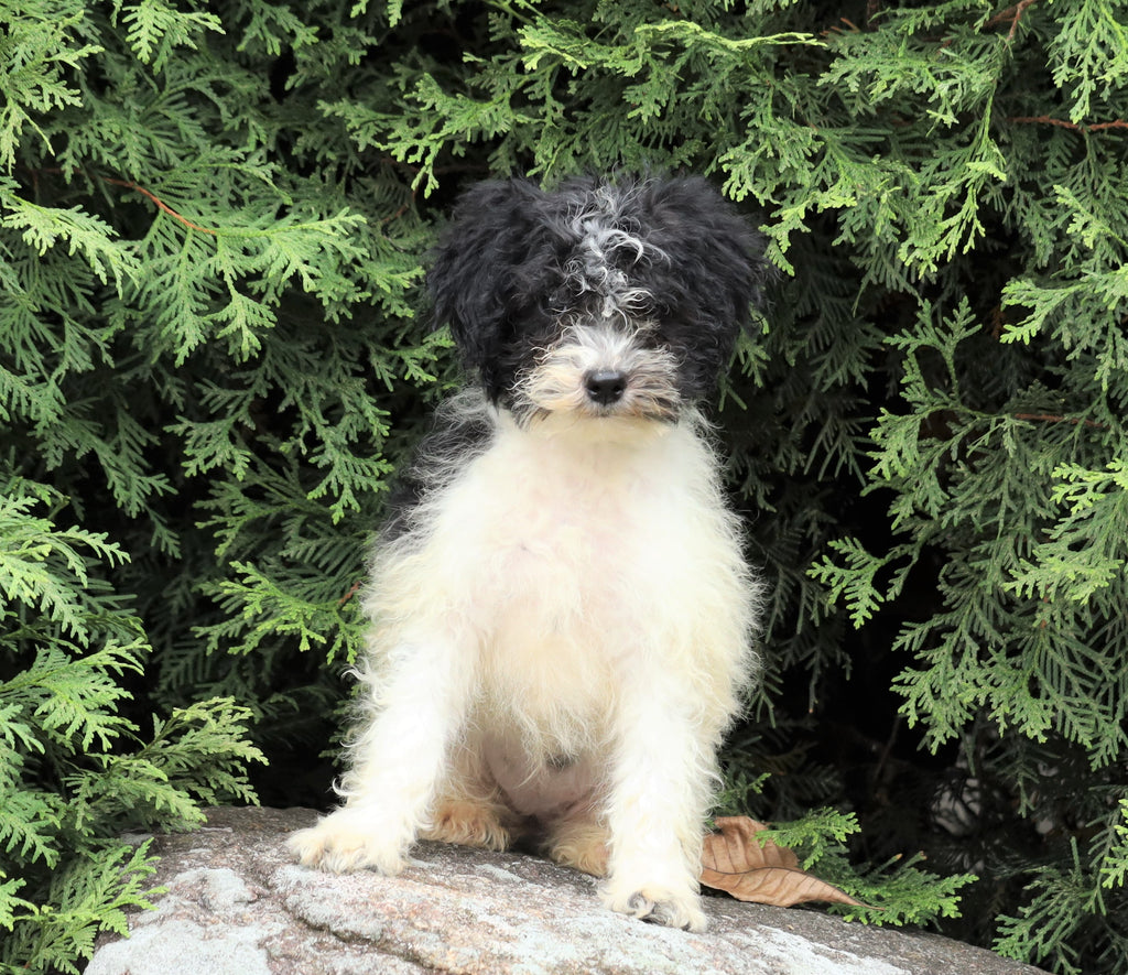 Mini Porti- Doodle For Sale Fredericksburg, OH Female- Ellie – AC ...
