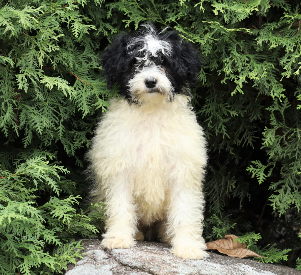 Mini Porti-Doodle For Sale Fredericksburg, OH Female- Lucy – AC Puppies LLC