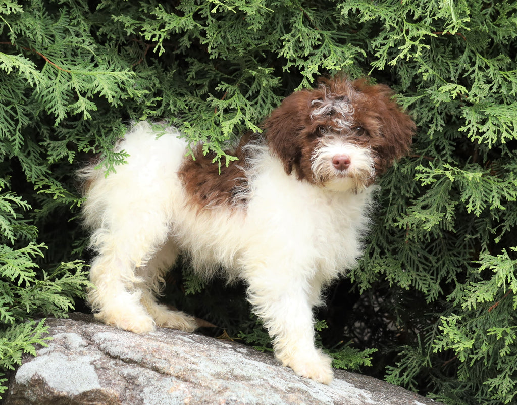Mini Porti- Doodle For Sale Fredericksburg, OH Female- Daisy – AC ...