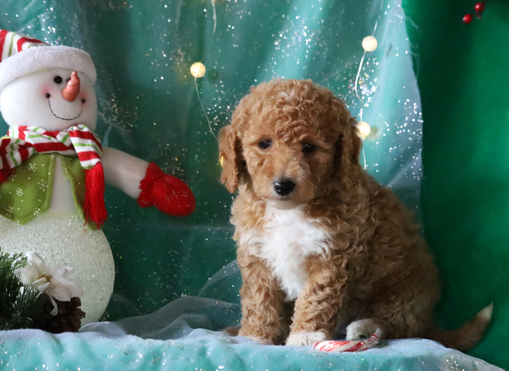 Mini F1BB Labradoodle For Sale Millersburg, OH Female- Zoe – AC Puppies LLC