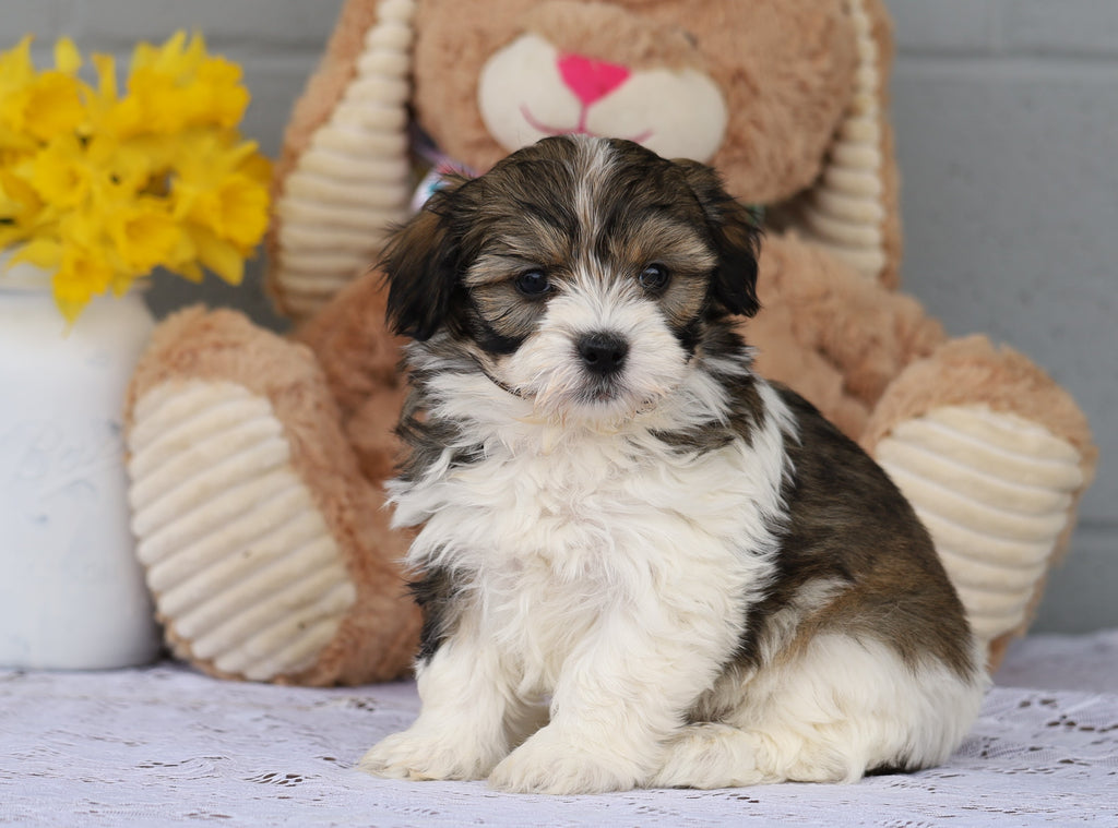 AKC Registered Havanese For Sale Baltic, OH Male- Garth – AC Puppies LLC