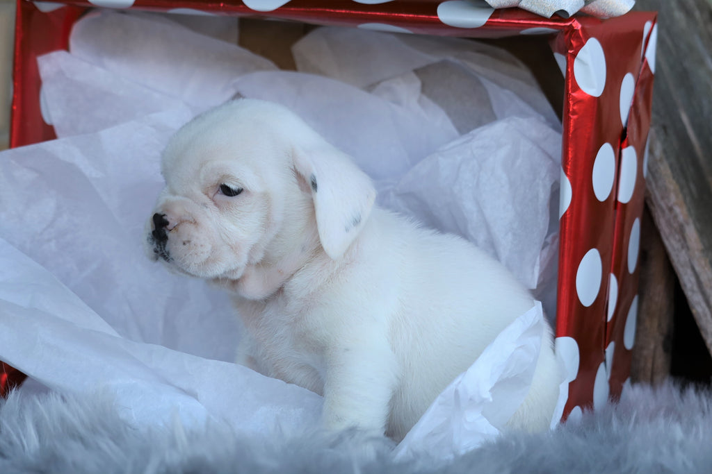 English Bulldog/ Puggle For Sale Sugarcreek, OH Male- Rocker – AC ...