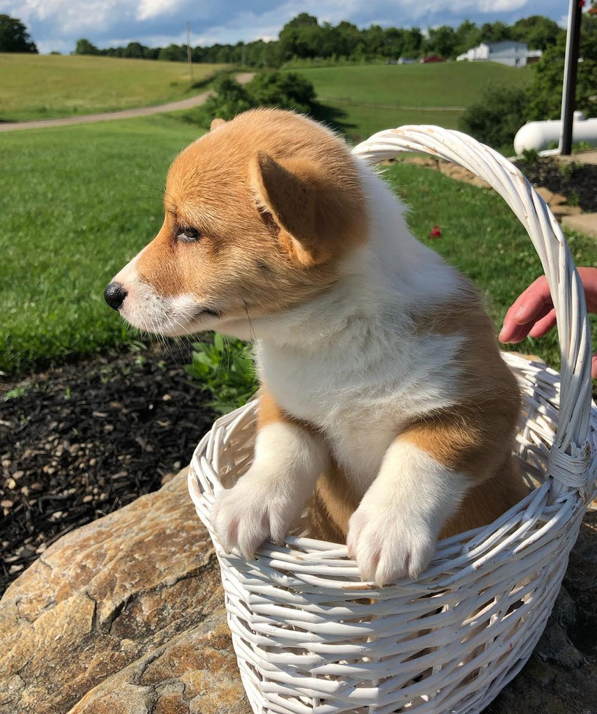 ACA Registered Pembroke Welsh Corgi For Sale Adamsville, OH Female- Ju ...