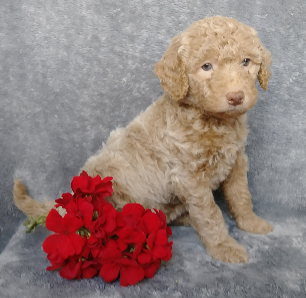 F1B Mini Labradoodle For Sale Millersburg, OH Female- Lola – AC Puppies LLC