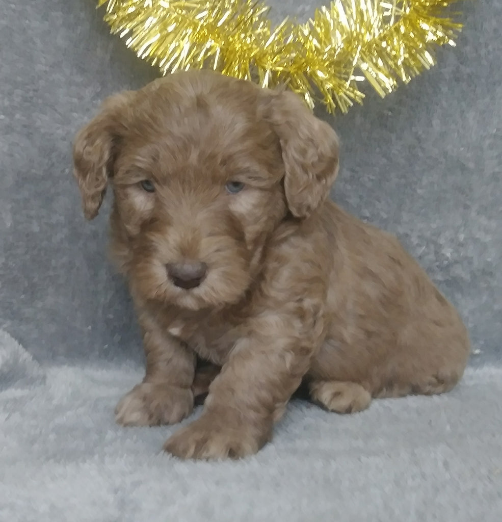 Mini Labradoodle For Sale Millersburg, OH Male- Stocking – AC Puppies LLC