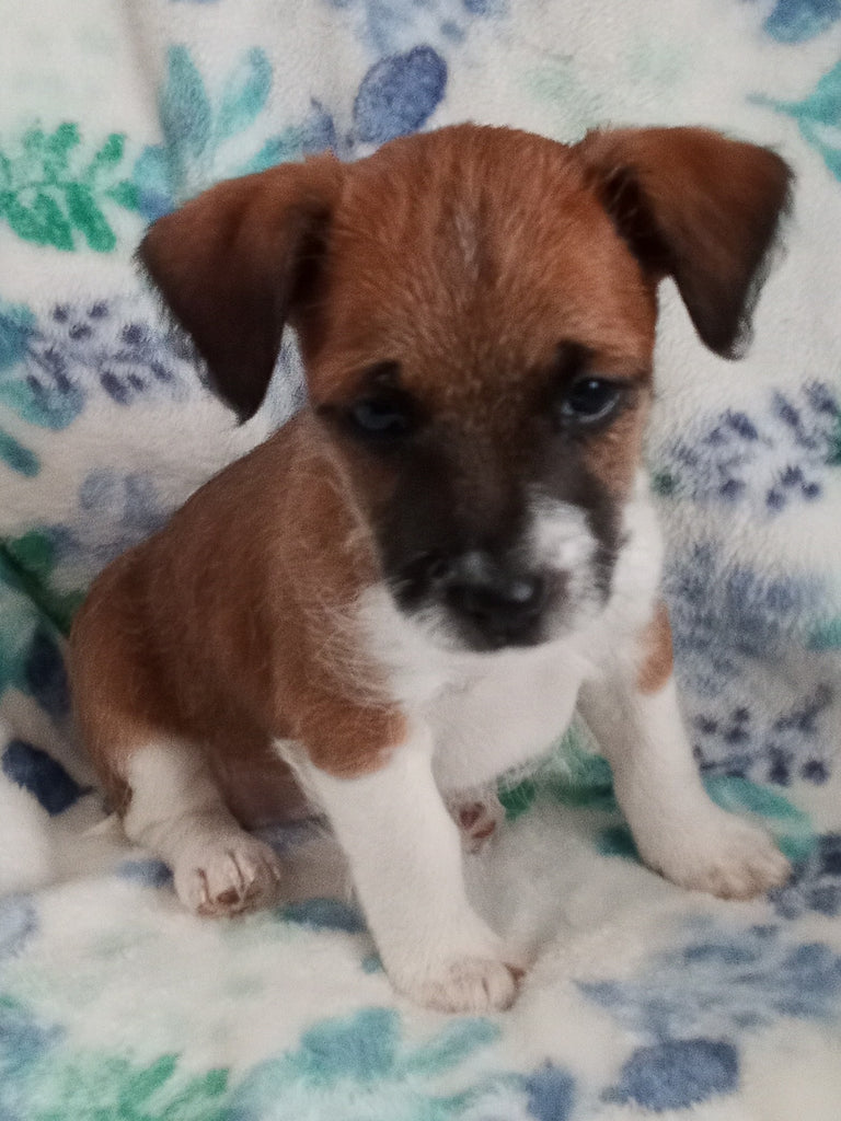 Jack-a-poo For Sale Haven, Kansas Female- Sally Mae – AC Puppies LLC
