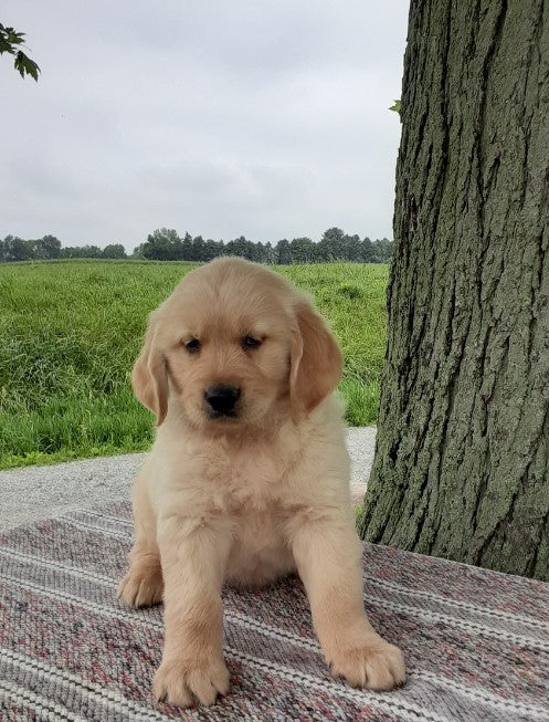 AKC Registered Golden Retriever For Sale Wooster, OH Male- Sam – AC ...
