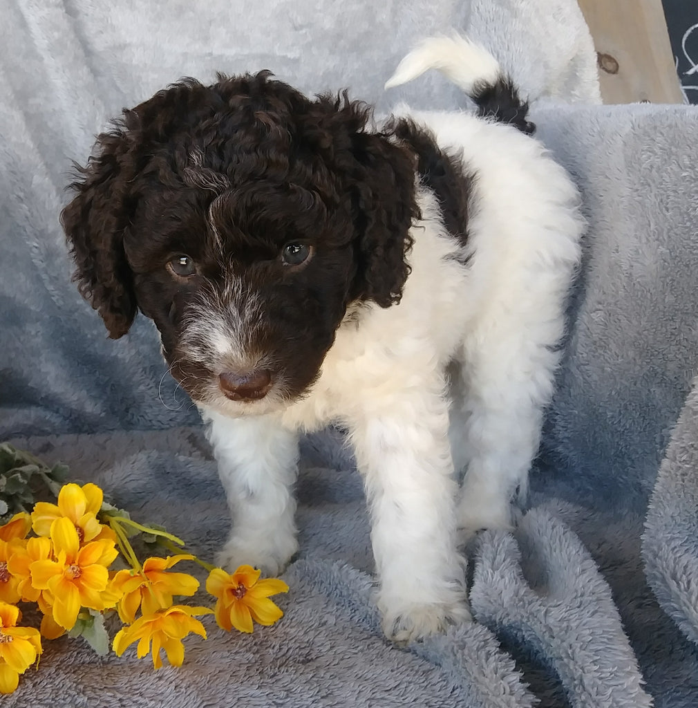 F1B Mini Labradoodle For Sale Millersburg, OH Female- Sprinkles – AC ...