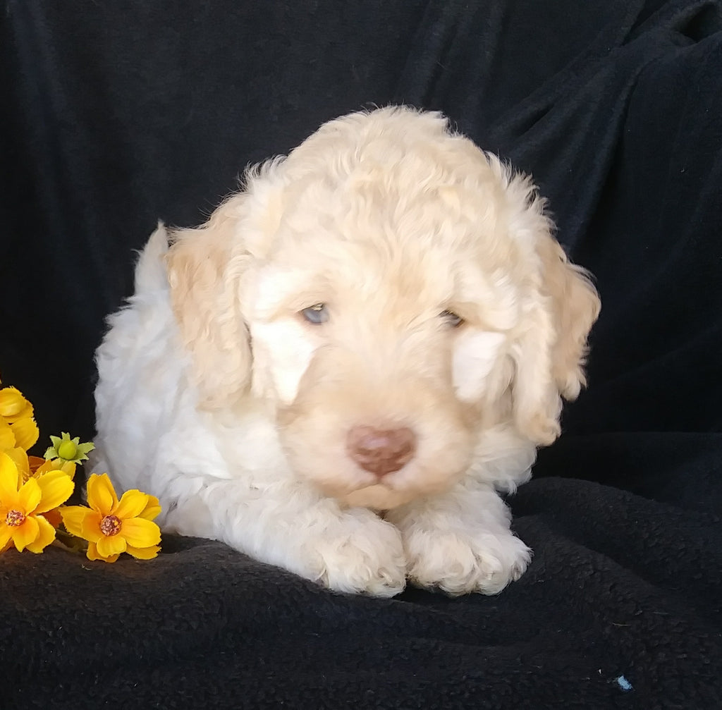 F1B Mini Labradoodle For Sale Millersburg, OH Female- Sunshine – AC ...