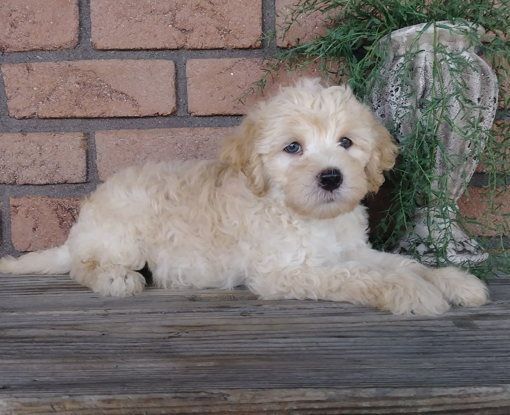 F1B Mini Labradoodle For Sale Millersburg, OH Male- Teddy – AC Puppies LLC