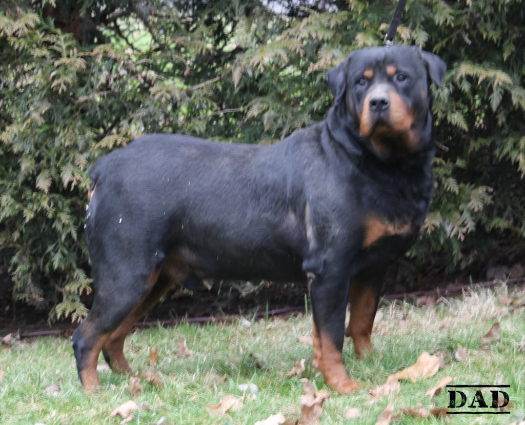 AKC Registered Rottweiler For Sale Wooster OH Female-Beauty – AC ...