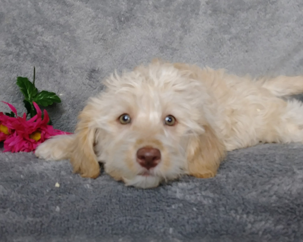 F1B Mini Labradoodle For Sale Millersburg, OH Female- Twinkie – AC ...