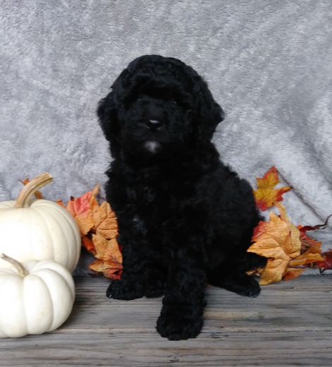 F1B Mini Labradoodle For Sale Millersburg, OH Female- Twinkle – AC ...