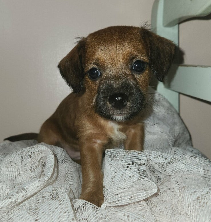 Jack-a-poo For Sale Fredericksburg OH Female-Florie – AC Puppies LLC